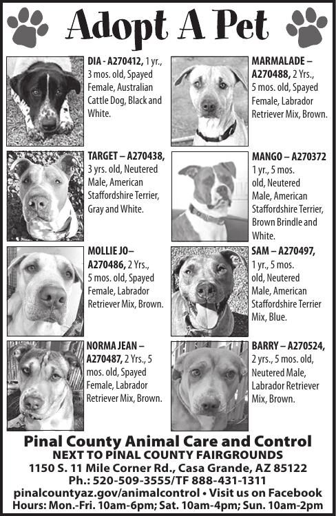 Pinal County Animal Care and Control, // | Adopt A Pet | pinalcentral.com