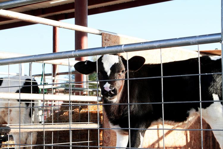 New FFA barn at Coolidge High School | Featured | pinalcentral.com