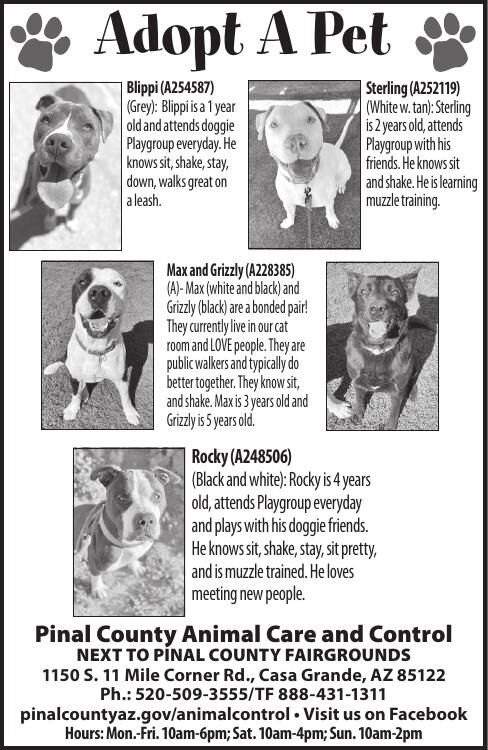 Pinal County Animal Care and Control, 6/10/23 | Adopt A Pet ...