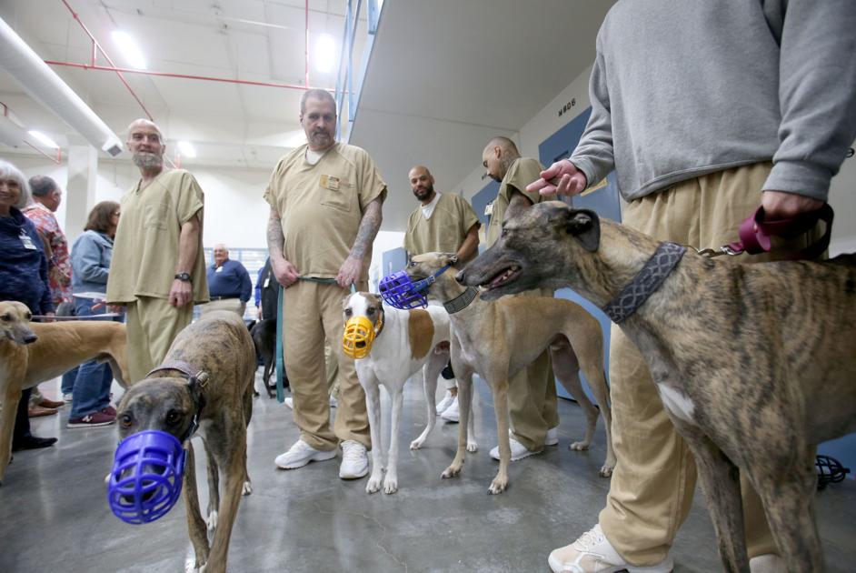Eloy prison inmates rehabilitate racing greyhounds | News ...