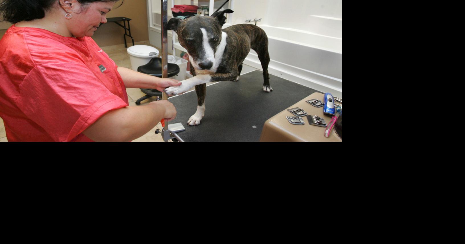 Curbside K-9 Clips finds permanent home | Business News | pinalcentral.com