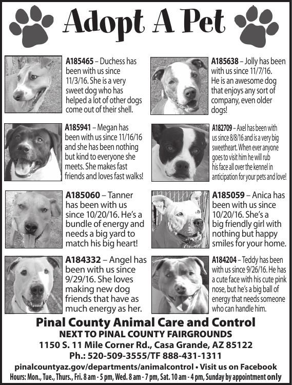 Pinal County Animal Care and Control, 5/10/17 | Adopt A Pet ...