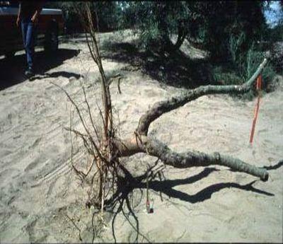 Gibson: The taproot myth and proper irrigation | Home And Hearth ...