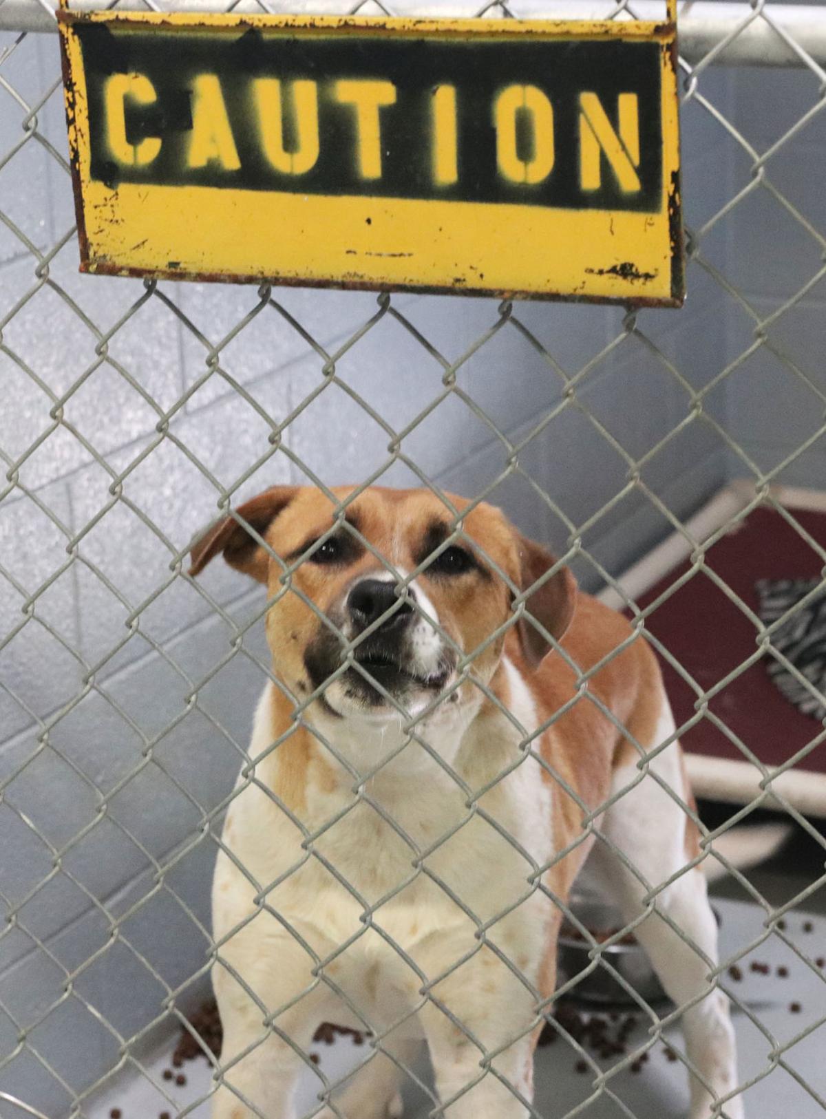 Casa Grande Animal Care and Adoption Center | News | pinalcentral.com