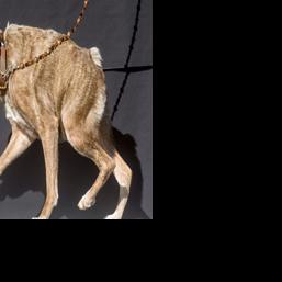 Deformed mutt Quasi Modo crowned World’s Ugliest Dog | Recreation And ...