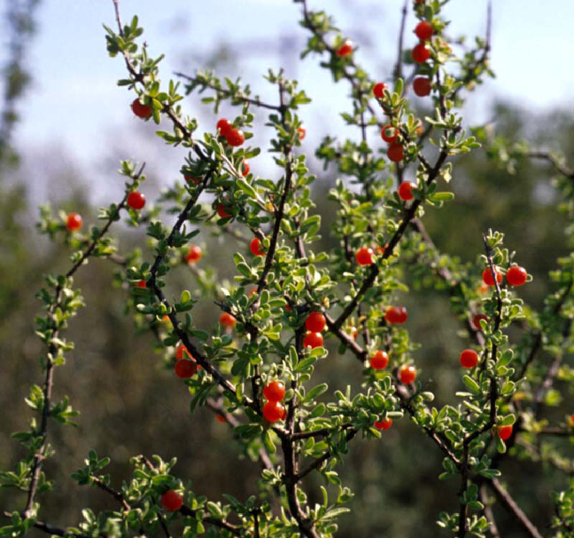 Gibson: Truly native landscape plants do well | Home And Hearth ...