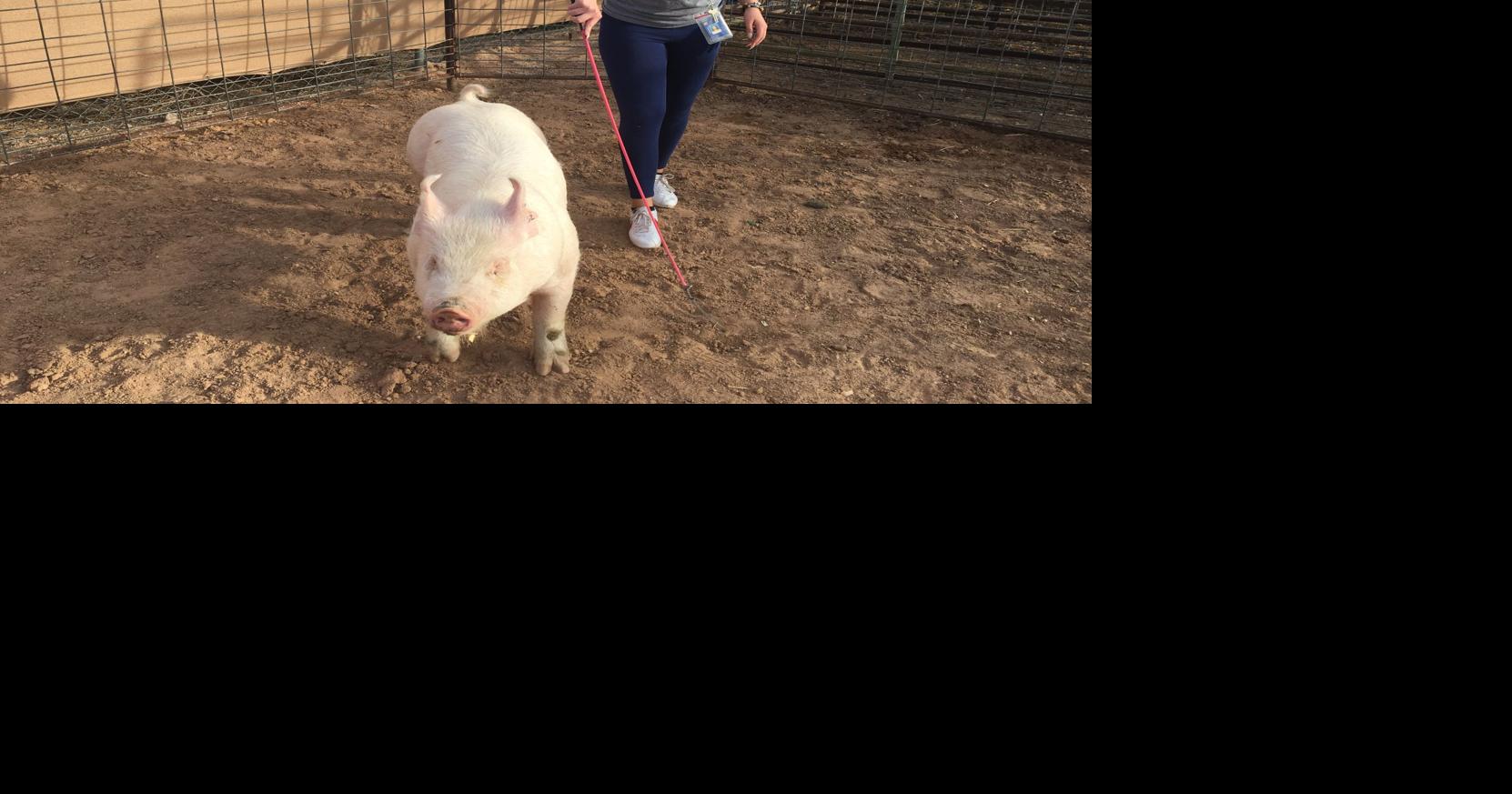Raising pigs sparks love of agriculture for area teen | Casa Grande ...