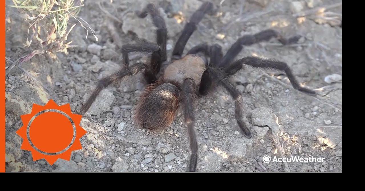 Video: The great tarantula migration is underway | National news ...