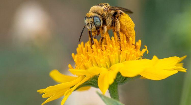 Researchers to catalog native bees in southern Arizona | Arizona News ...