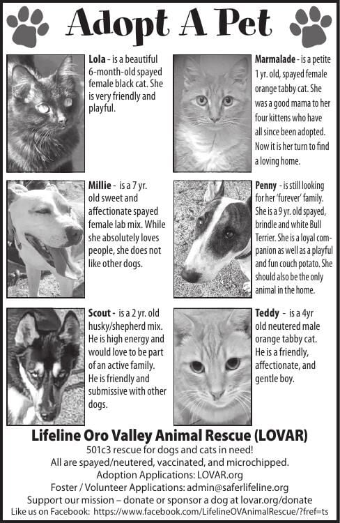 Lifeline Oro Valley Animal Rescue (LOVAR), 1/4/24 | Adopt A Pet ...