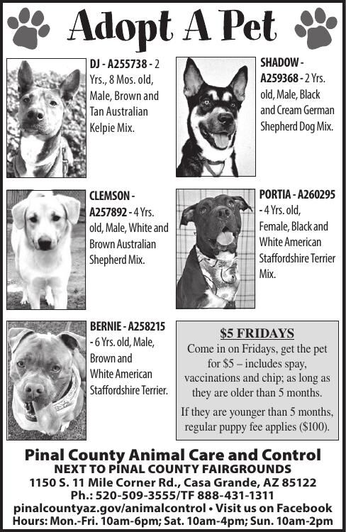 Pinal County Animal Care and Control, 5/4/24 | Adopt A Pet ...