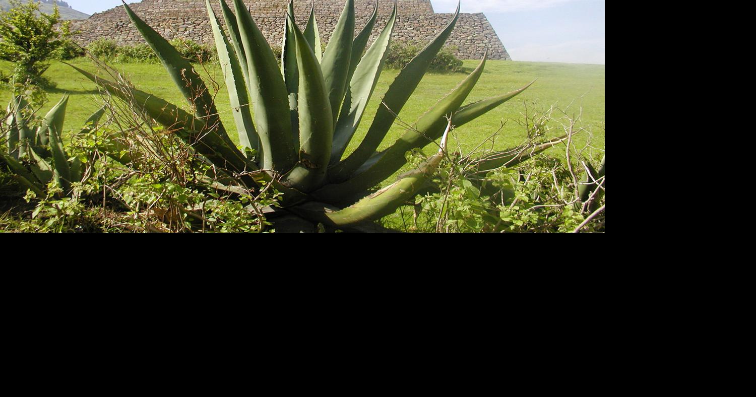 New book by ASU professor tracks a terraced landscape first built by ...