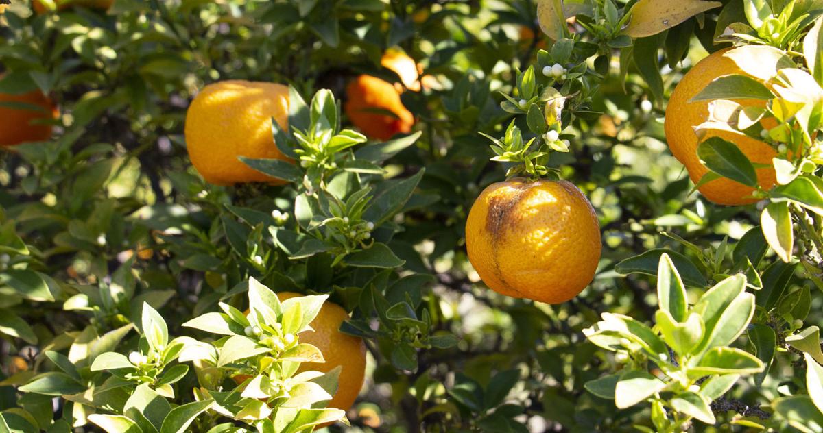 Arizona citrus farmers being squeezed out by development, costs | Farm ...