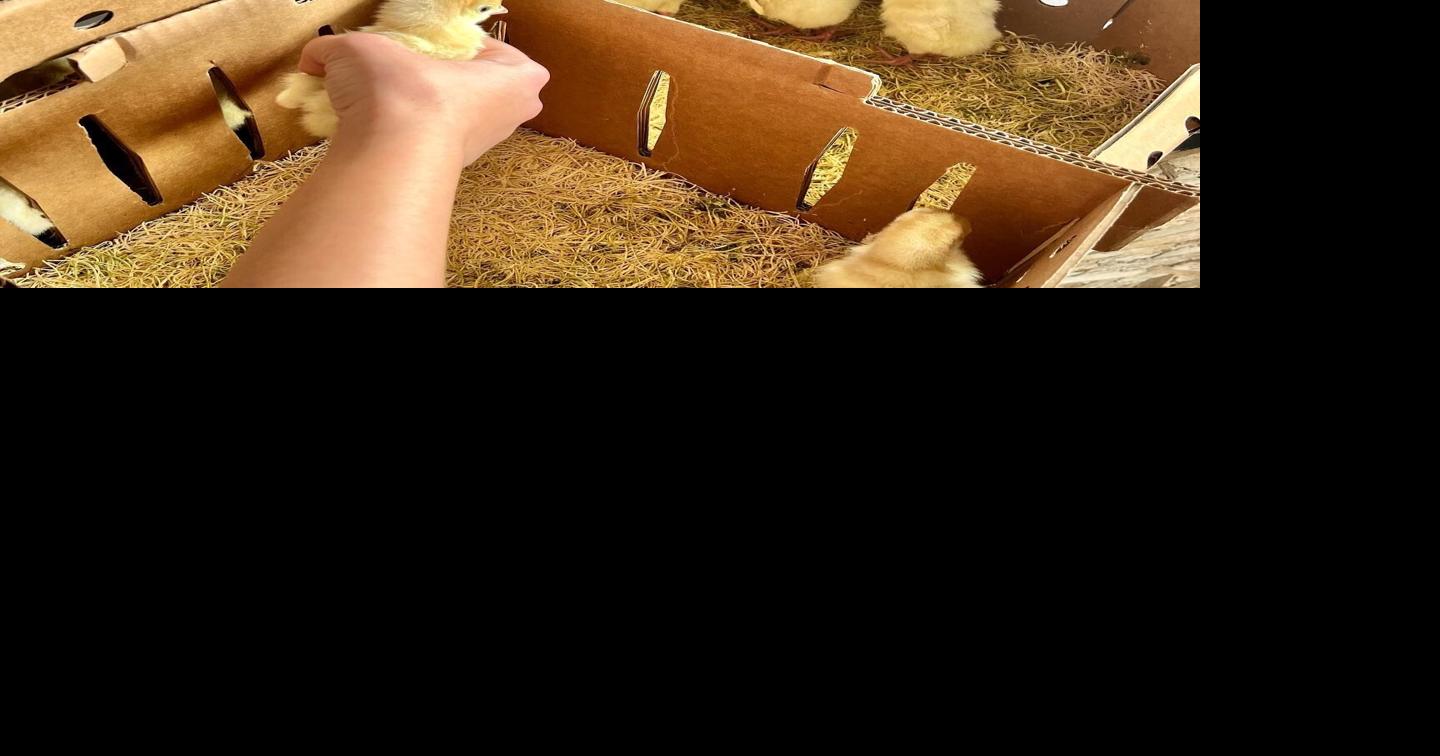 CGUHS FFA welcomes 50 new turkey chicks to poultry program | Casa ...