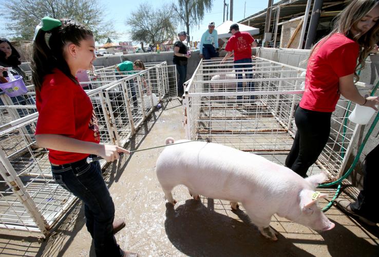 Pinal County Fair 3/20/19 | Featured | pinalcentral.com