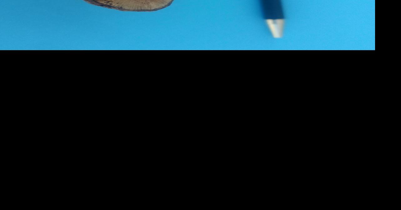 Gibson: Rose cane borers come in various forms | Home And Hearth ...