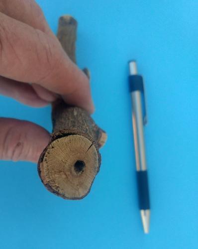 Gibson: Rose cane borers come in various forms | Home And Hearth ...