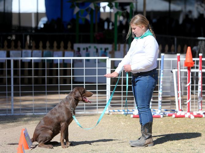 Pinal County Fair 3/17/22 | Featured | pinalcentral.com