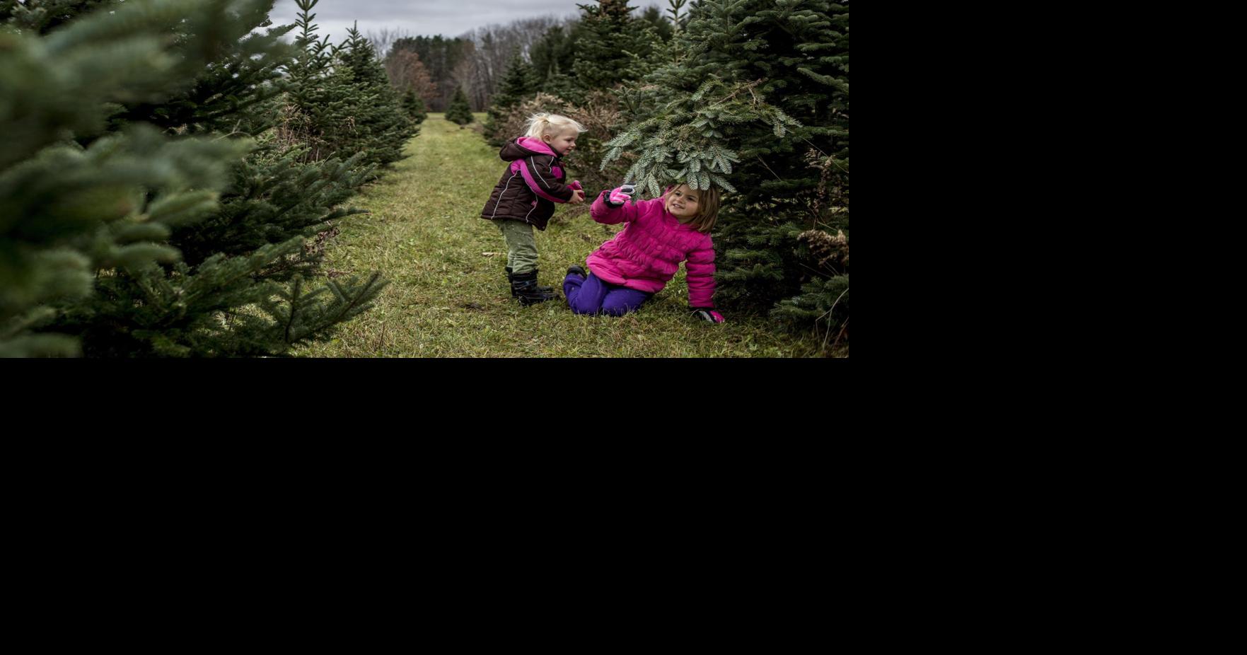 Michigan tree farms give customers Christmas experience | Farm And ...