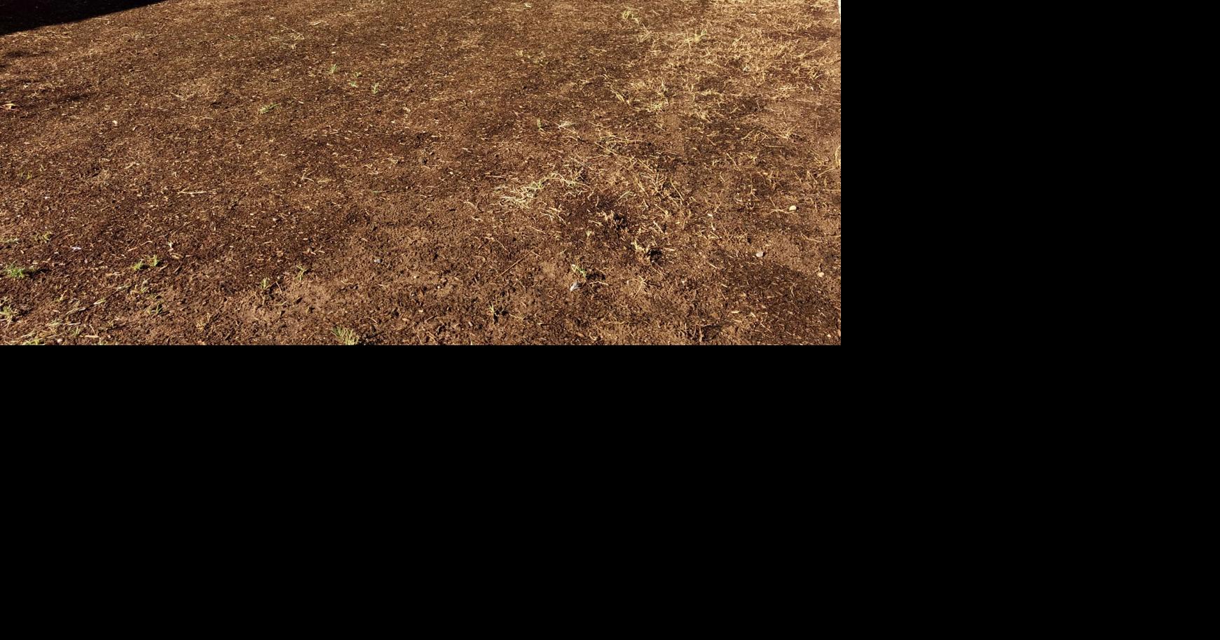 Arizona Gardeners: Overseeding Bermuda grass lawns with annual rye ...