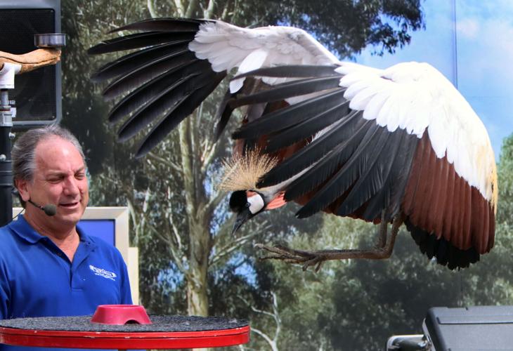 Pinal County Fair 3/19/22 | Featured | pinalcentral.com