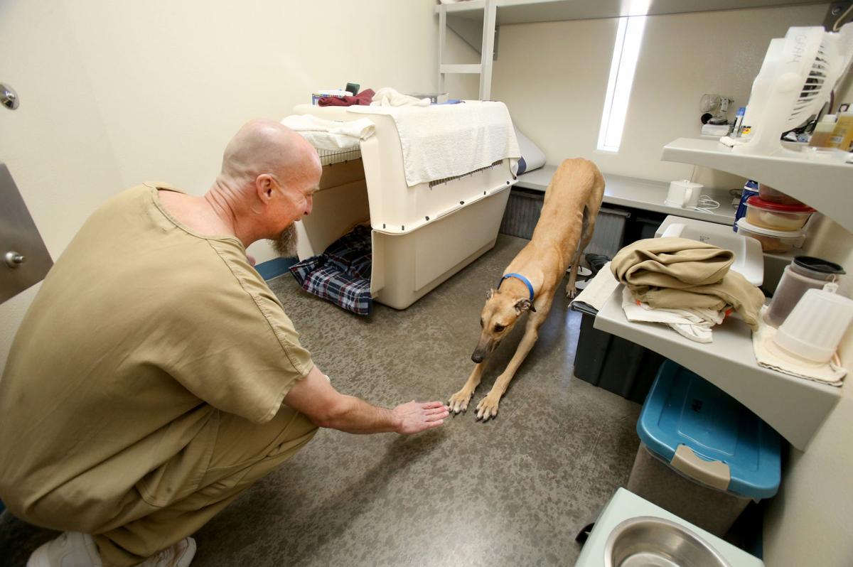Eloy prison inmates rehabilitate racing greyhounds | News ...