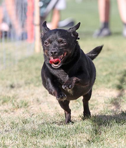 Chalupa dog races in Maricopa | News | pinalcentral.com