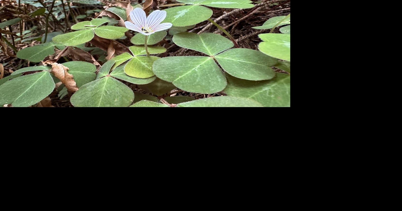 Simple or Not Kitchen: From forest to desert, edible plants are fun to ...