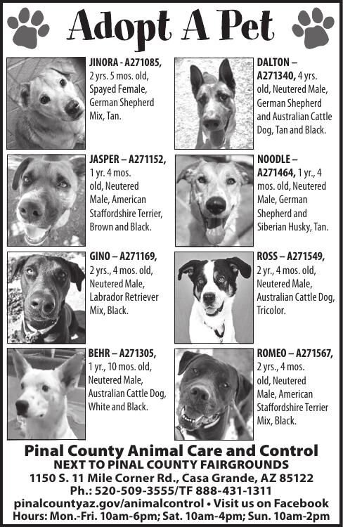 Pinal County Animal Care and Control, 6/18/24 | Adopt A Pet ...