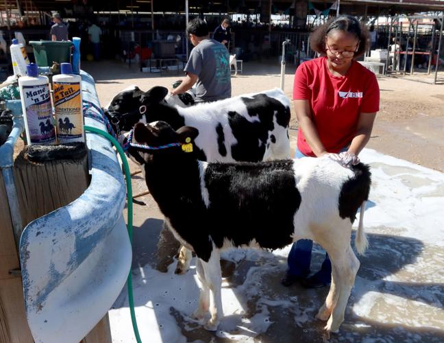Pinal County Fair 3/17/22 | Featured | pinalcentral.com