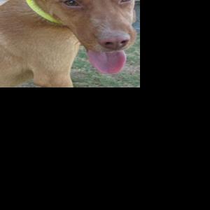 ‘Tango’ | Pet Of The Week | pinalcentral.com