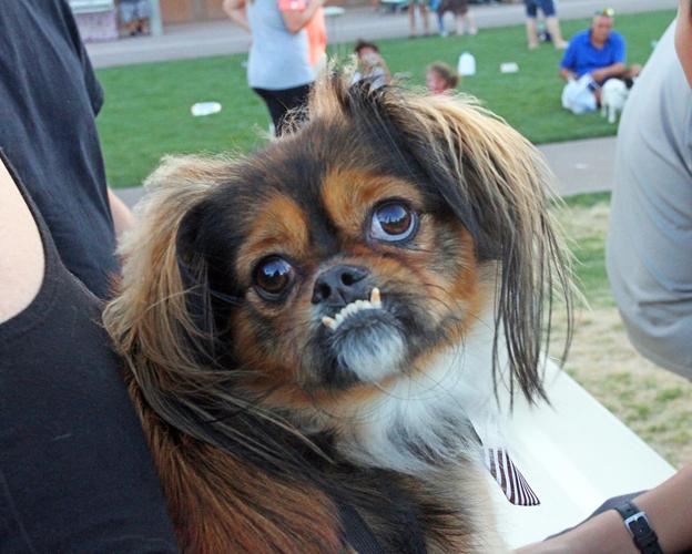 Chalupa dog races in Maricopa | News | pinalcentral.com