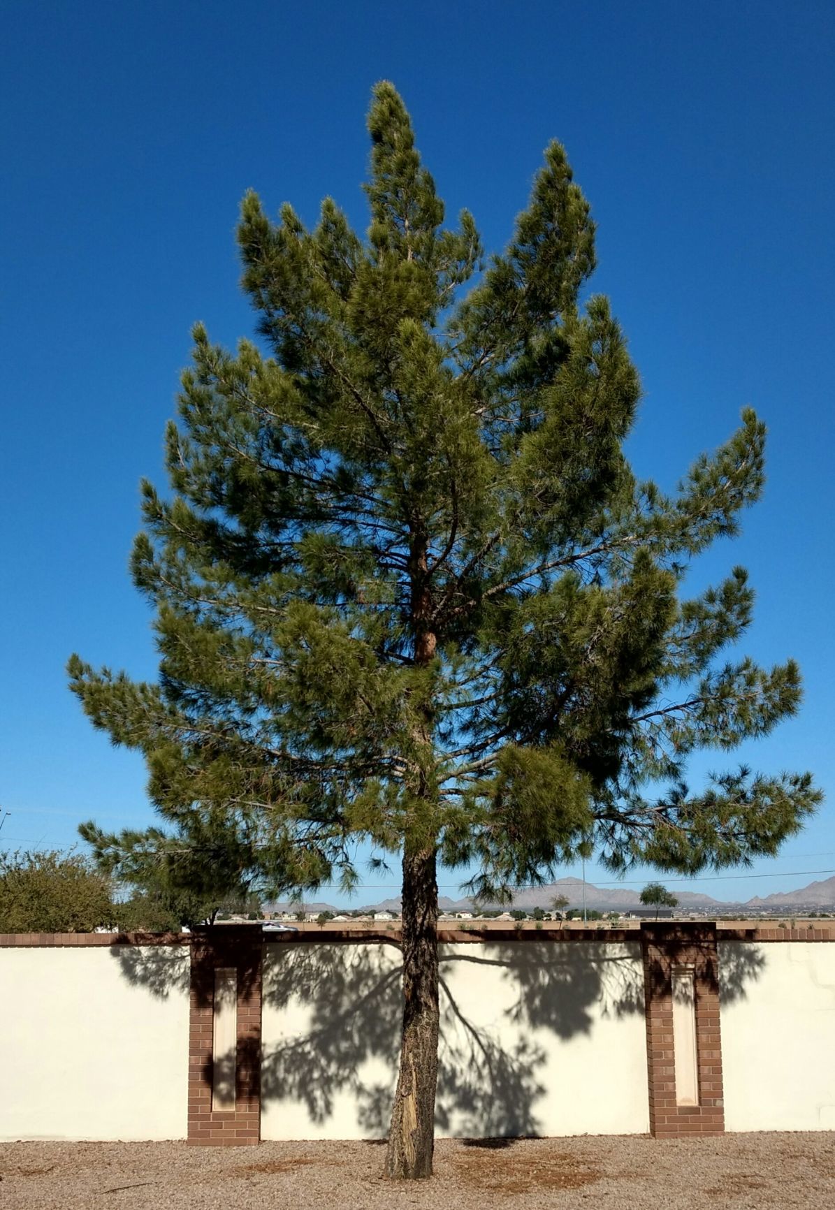 Gibson: Selecting the right landscape tree takes thought | Home And ...