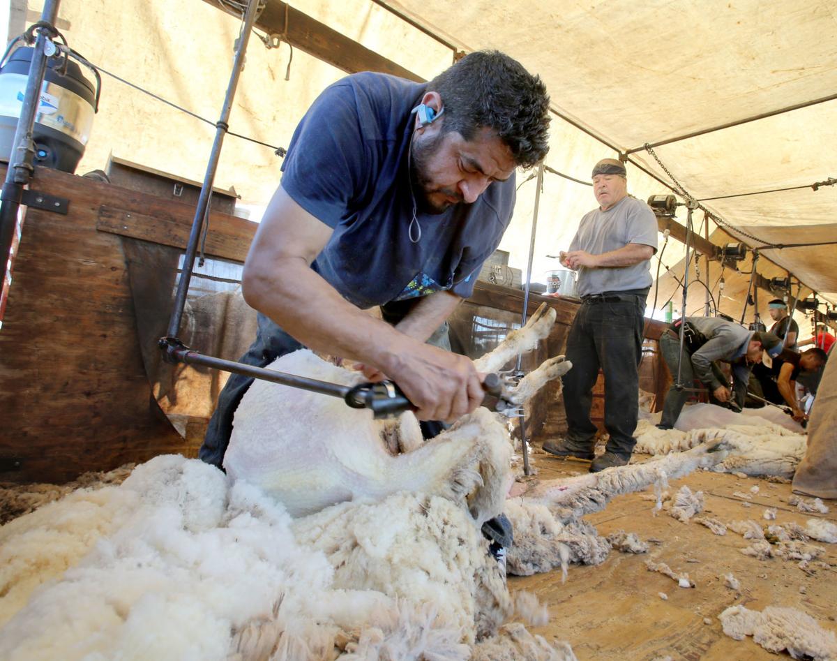 CG Sheep Shearing 2/28/19 | Featured | pinalcentral.com