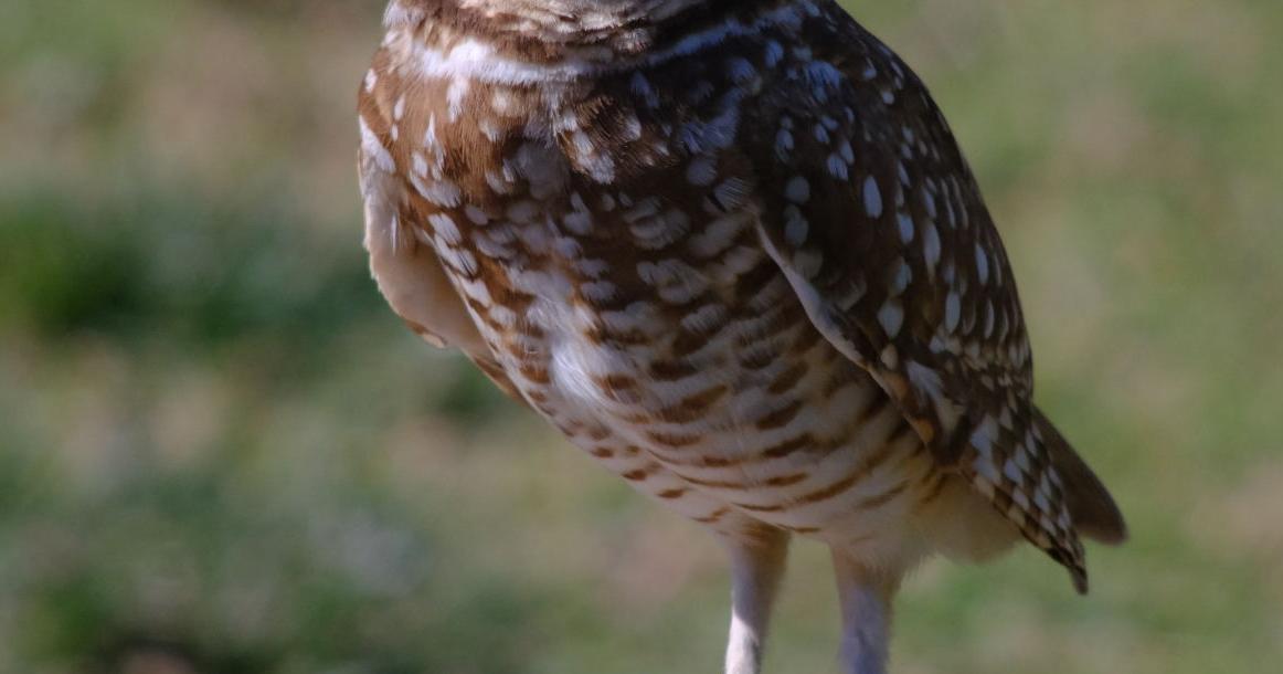 Howell: Beware of owls bearing dog poop | Columns | pinalcentral.com