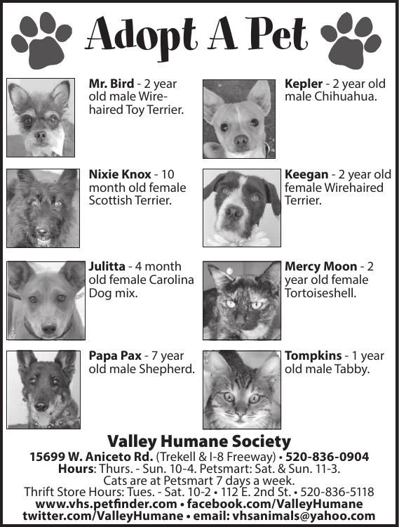 Valley Humane Society. 1/12/17 | Adopt A Pet | pinalcentral.com