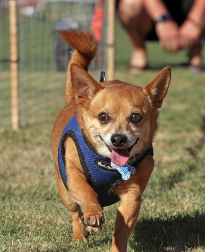 Chalupa dog races in Maricopa | News | pinalcentral.com