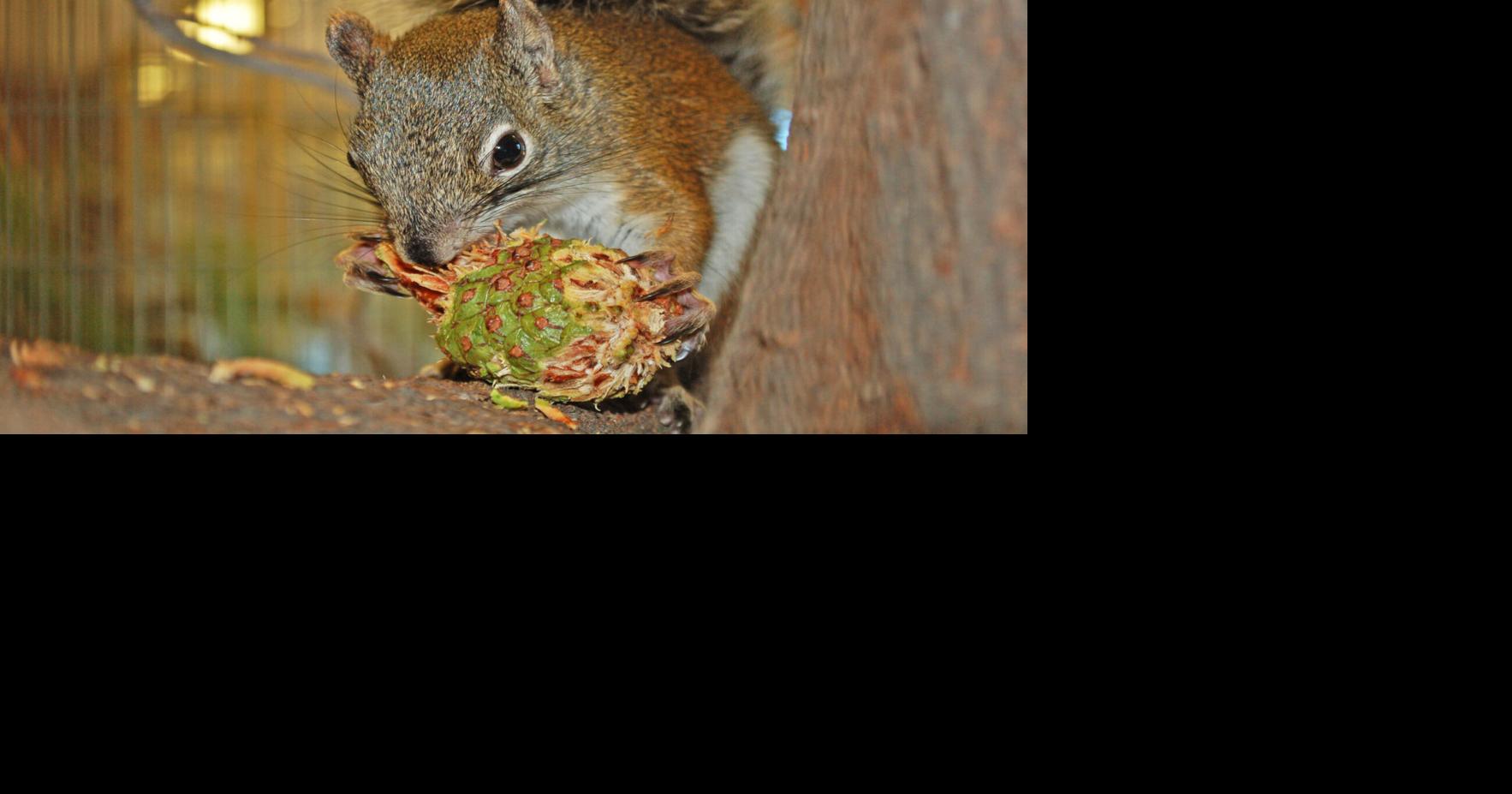Judge says feds stalling Arizona red squirrel protection plan | Arizona ...