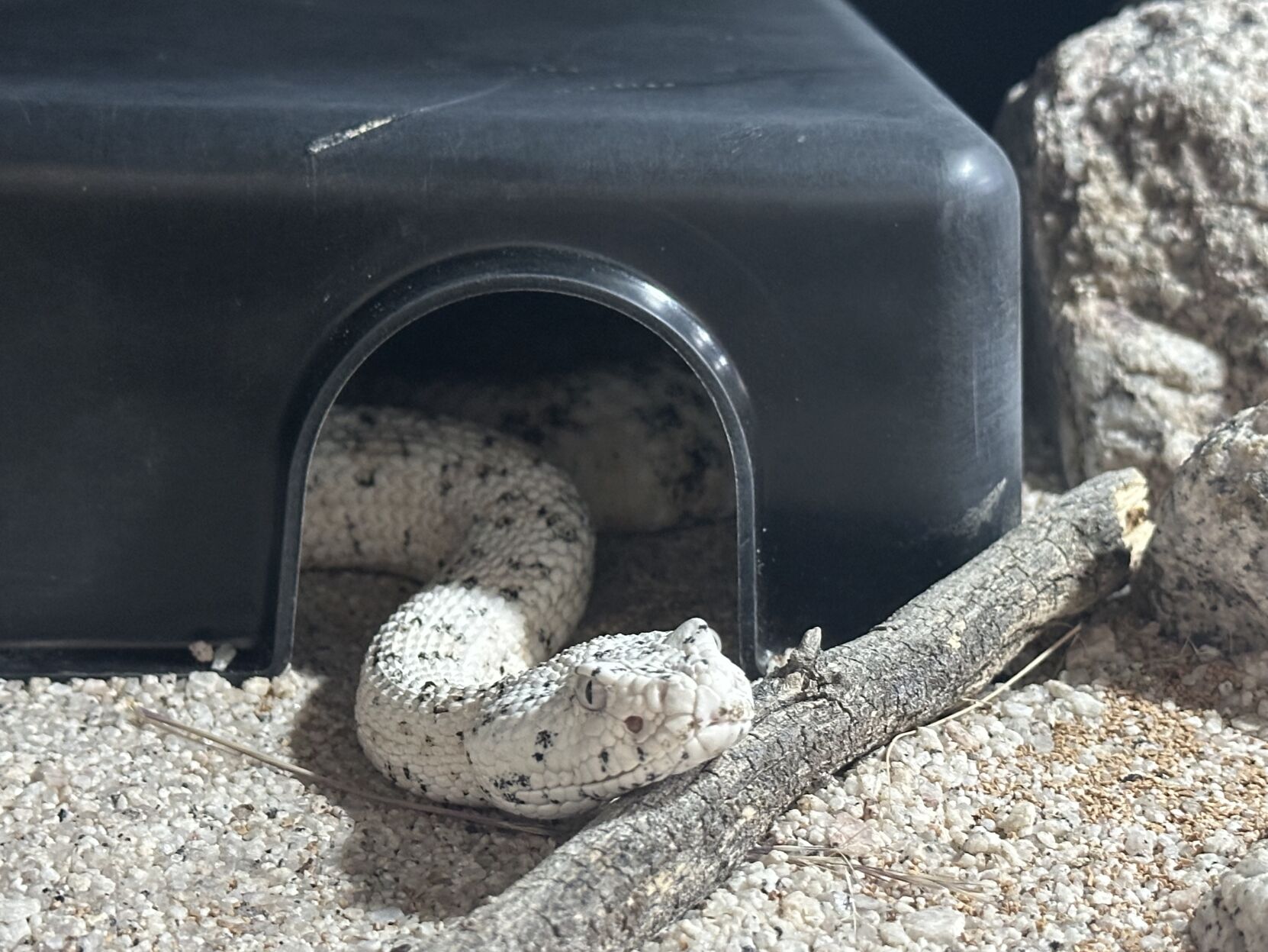 A guide to the snakes found around Maricopa | Maricopa Monitor ...