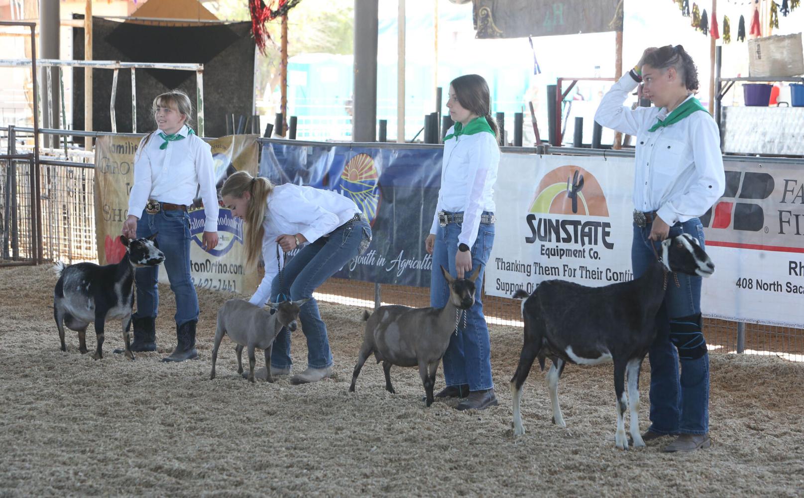 Carnival rides, livestock, fair food and much more: Pinal County Fair ...