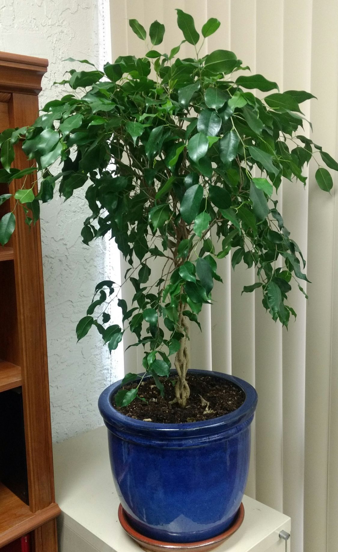 Gibson: Benjamin tree | Trivalley Dispatch | pinalcentral.com