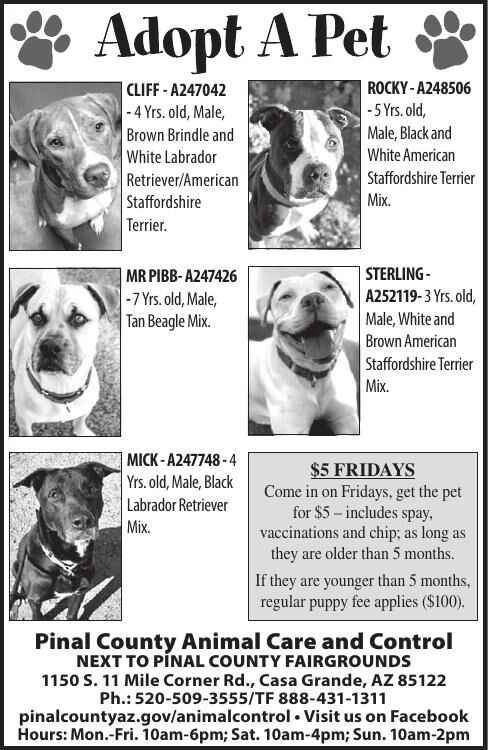 Pinal County Animal Care and Control, 5/2/24 | Adopt A Pet ...