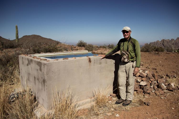Arizona Bighorn Sheep | Featured | pinalcentral.com