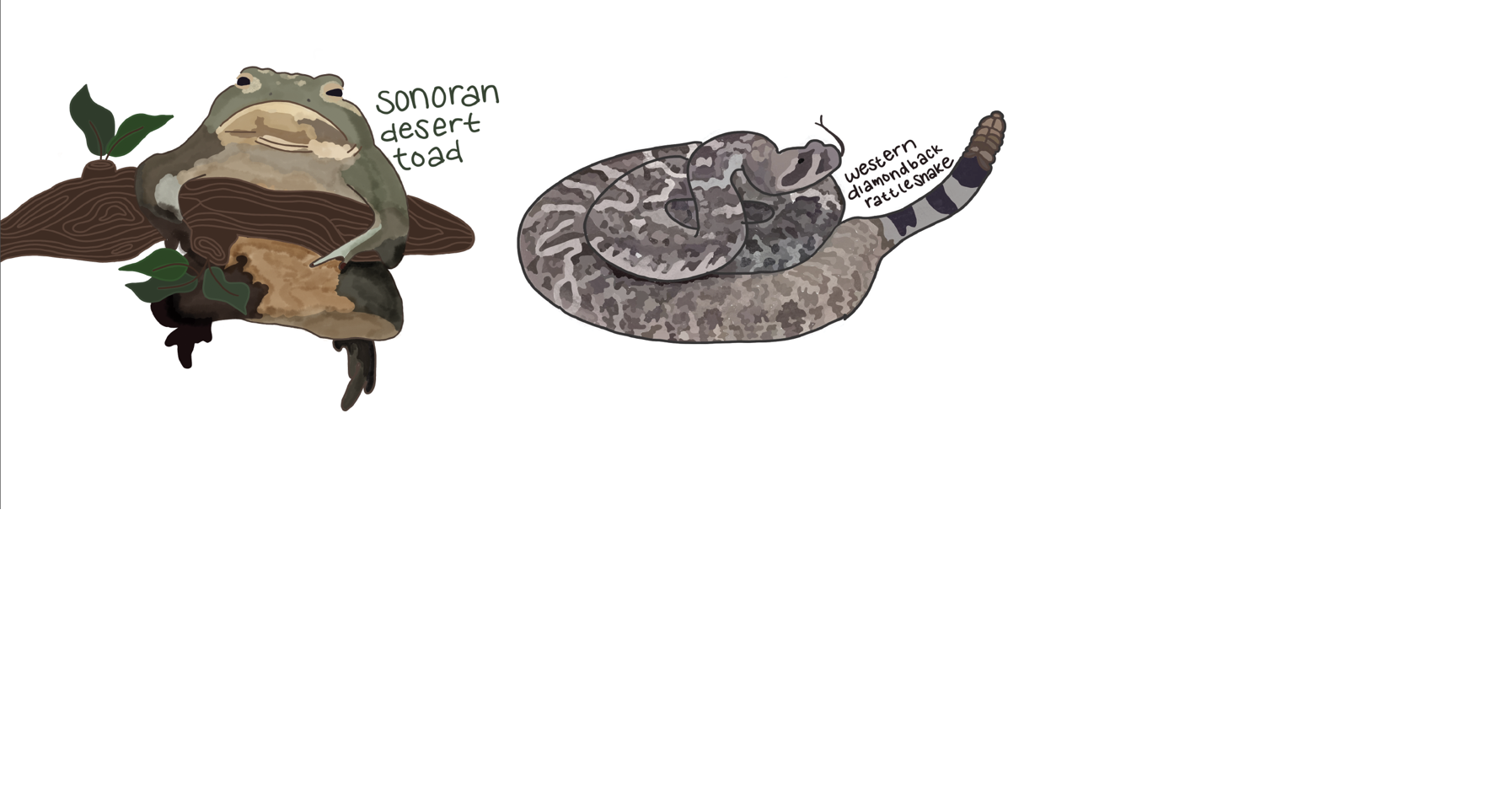 Slither and bound: Rattlesnakes and toads get busy during monsoon ...