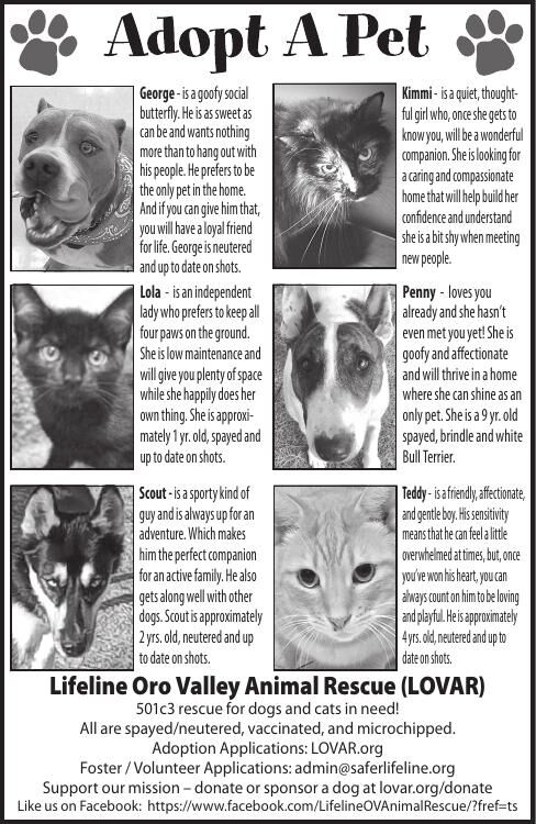 Lifeline Oro Valley Animal Rescue (LOVAR), 6/1/24 | Adopt A Pet ...