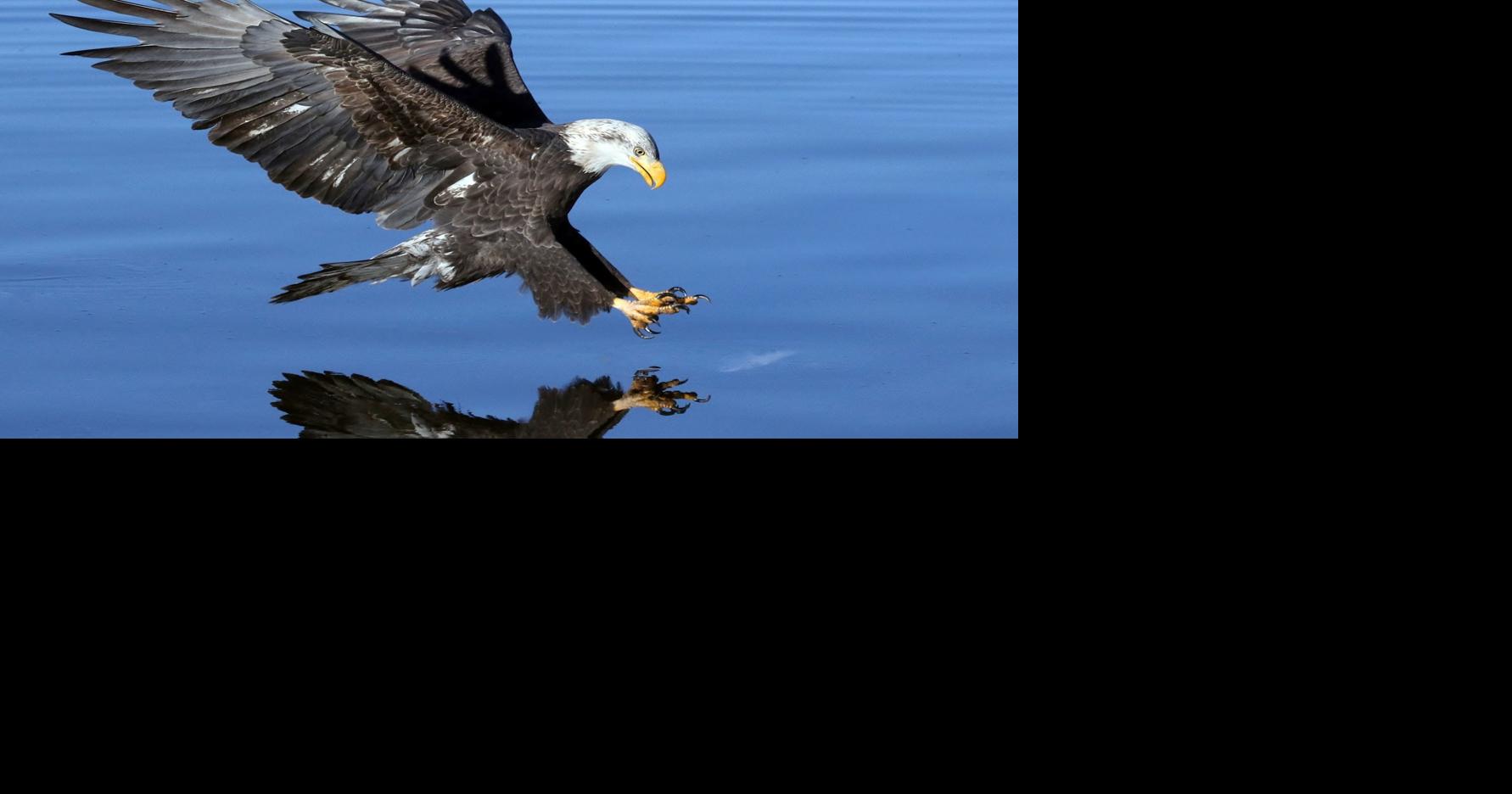 Arizona bald eagle numbers growing but still considered endangered ...