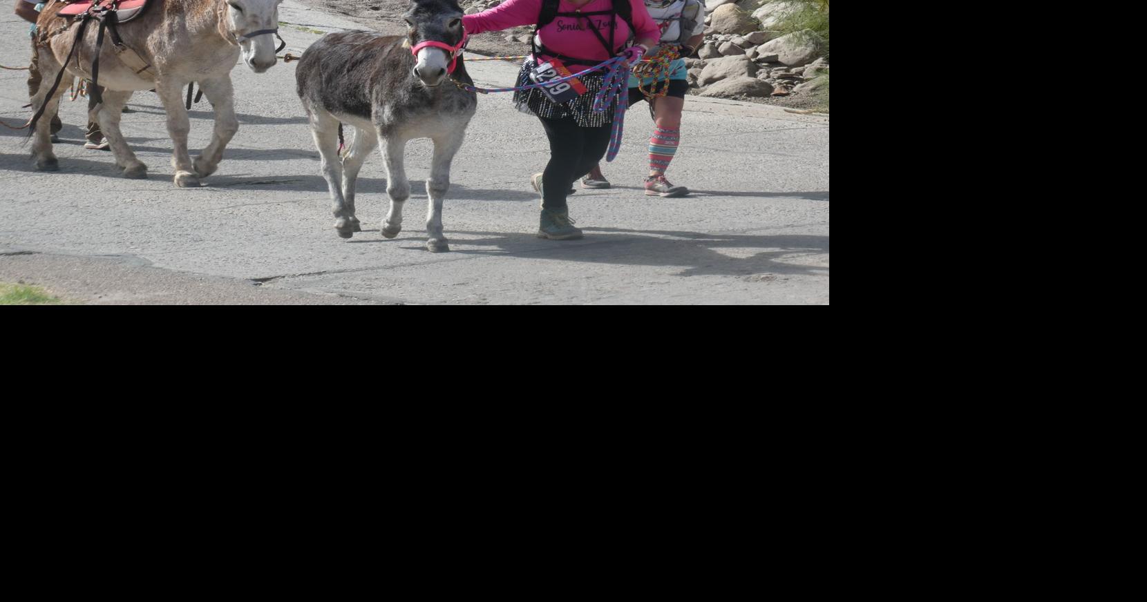 No inferior donkeys at Superior Burro Run | Entertainment ...