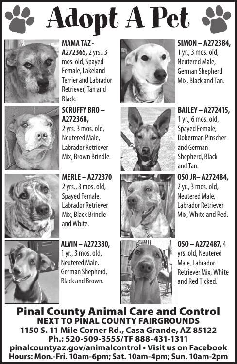 Pinal County Animal Care and Control, 6/25/24 | Adopt A Pet ...