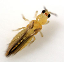 Gibson: Watch for chilli thrips, a new pest, on roses | Home And Hearth ...