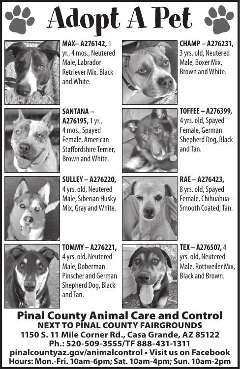 Pinal County Animal Care and Control, 12/26/24 | Adopt A Pet ...